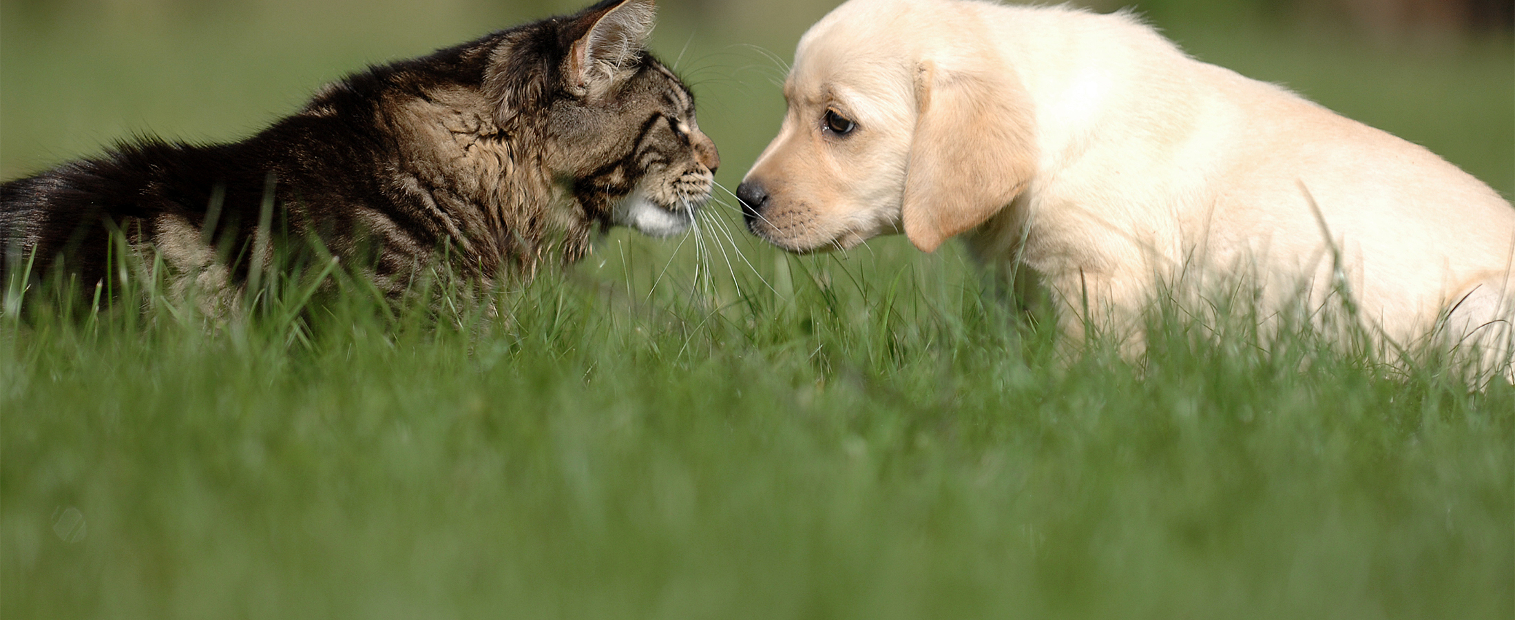 Pet Health Glossary - World of Animals Veterinary Hospital, Inc.