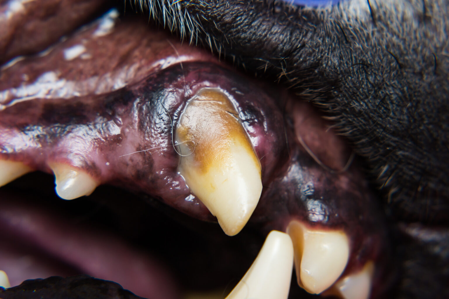 My Dog Has a Broken Tooth. What Should I Do? - World of Animals ...